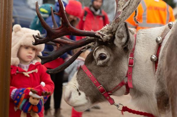 Das kleine Rentier und sein erstes Weihnachten - A Baby Reindeer‘s ...