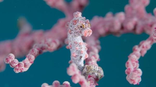 Das Korallendreieck - Ein magischer Kreislauf - Korallenparadies ...