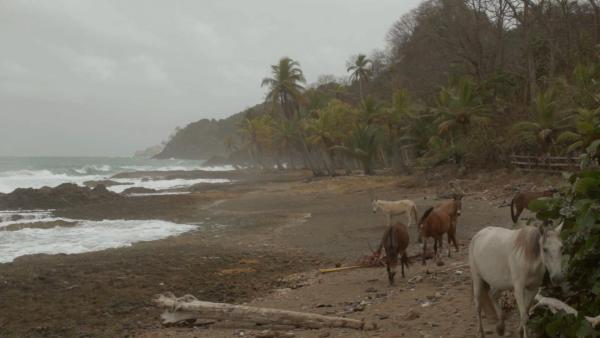 Verborgen im Dschungel - Geheimnisse aus der Vergangenheit - Die Insel ...