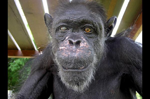 Schimpanse Mit Down Syndrom